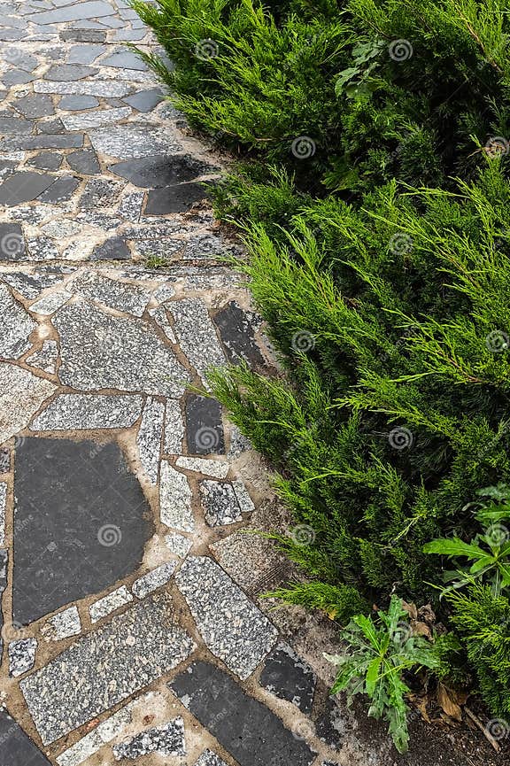 Landscape Design Stone Path, Green Juniper Bushes Stock Photo - Image ...