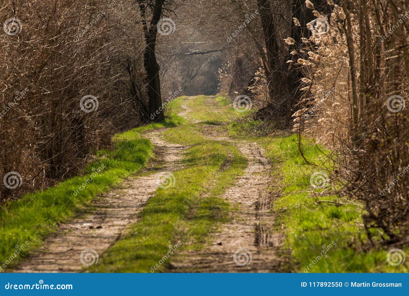 Landscape with Dirt Road in an Forest Stock Photo - Image of spat ...