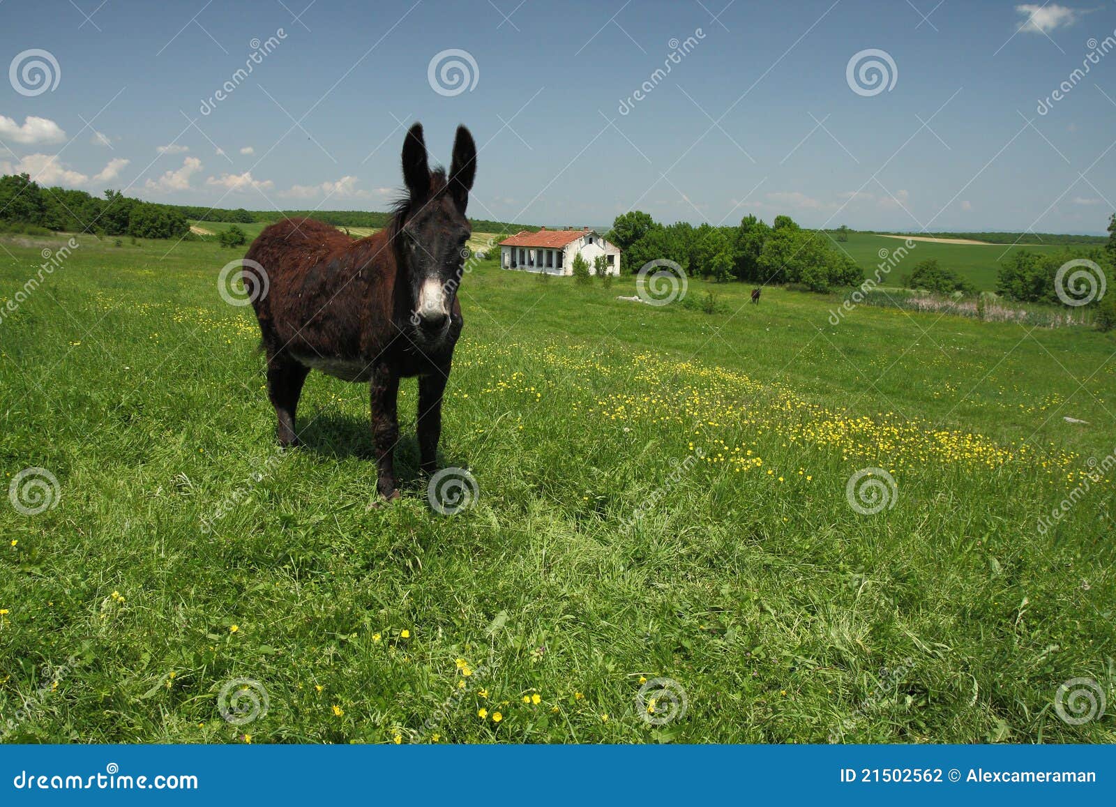 Landscape with a donkey. stock photo. Image of nature - 21502562