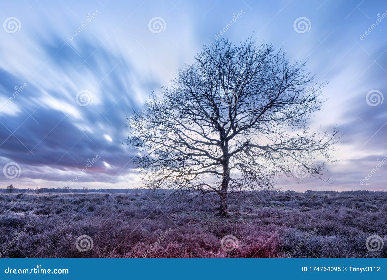 Landscape with Dramatic Clouds and Beautiful Tree at Untouched Heath ...