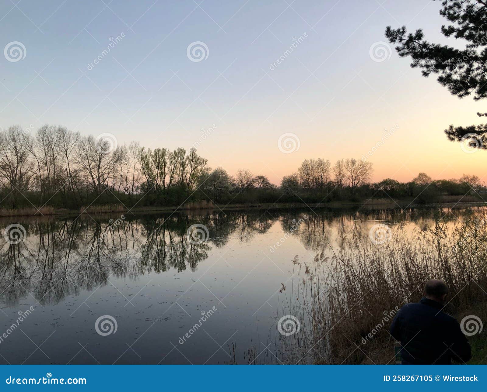 Landscape of Dried Trees and a Sunset Mirrored in the Lake Stock Image ...