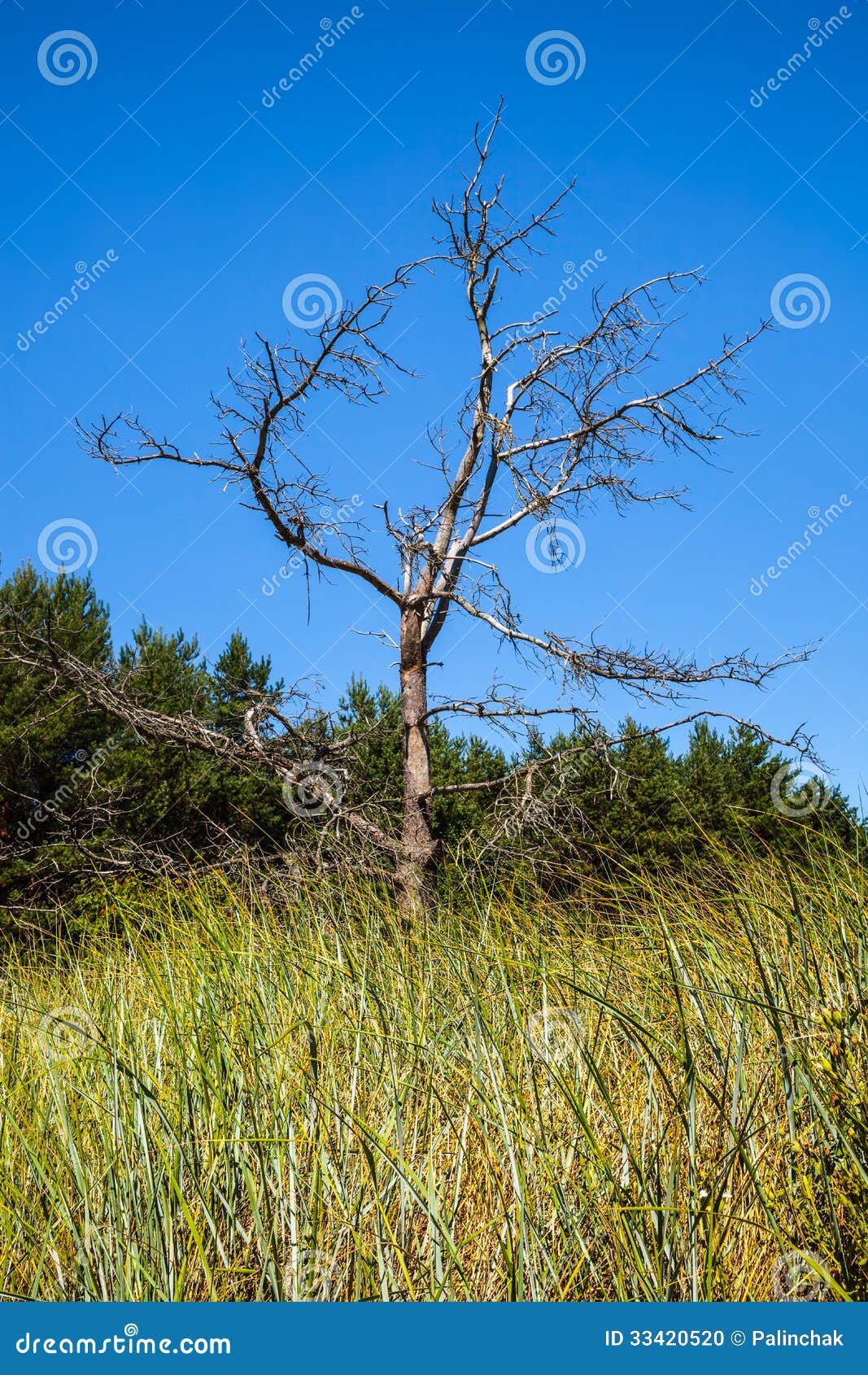 Landscape with a dry tree stock photo. Image of blue - 33420520