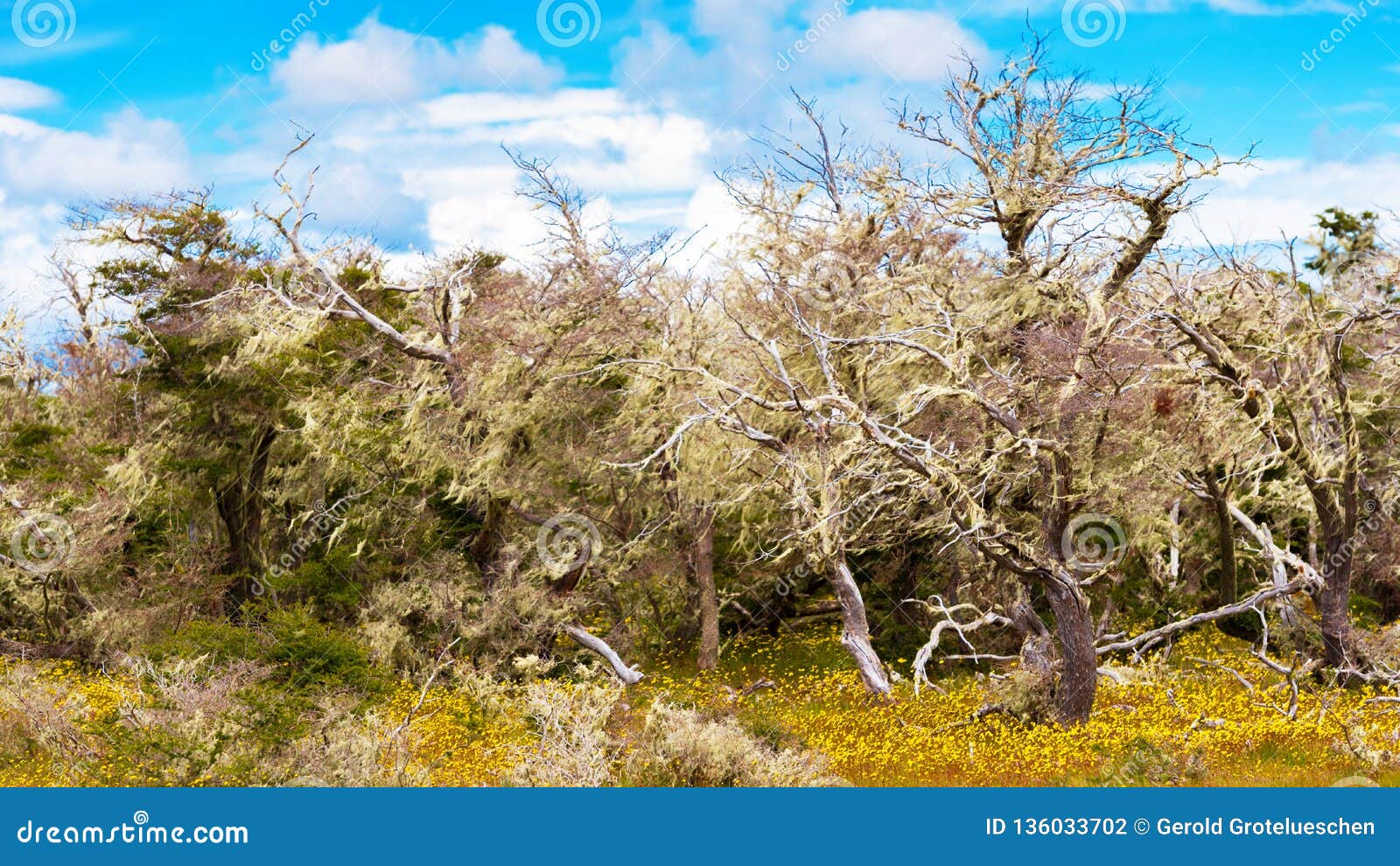 Landscape, Dry Trees Covered with Moss, Patagonia, Chile Stock Photo ...
