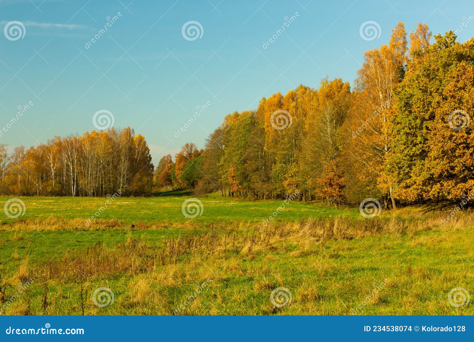 Landscape - the Edge of the Forest. a Forest with a Predominance of ...