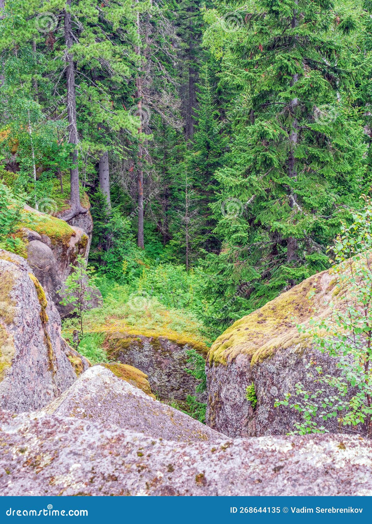 Landscape of the Edge of a Spruce Forest and Moss-covered Stones Stock ...