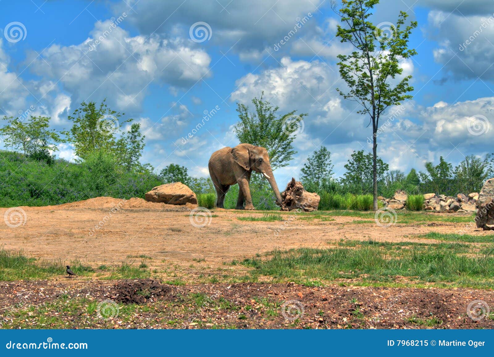 Landscape with elephant. stock image. Image of african - 7968215
