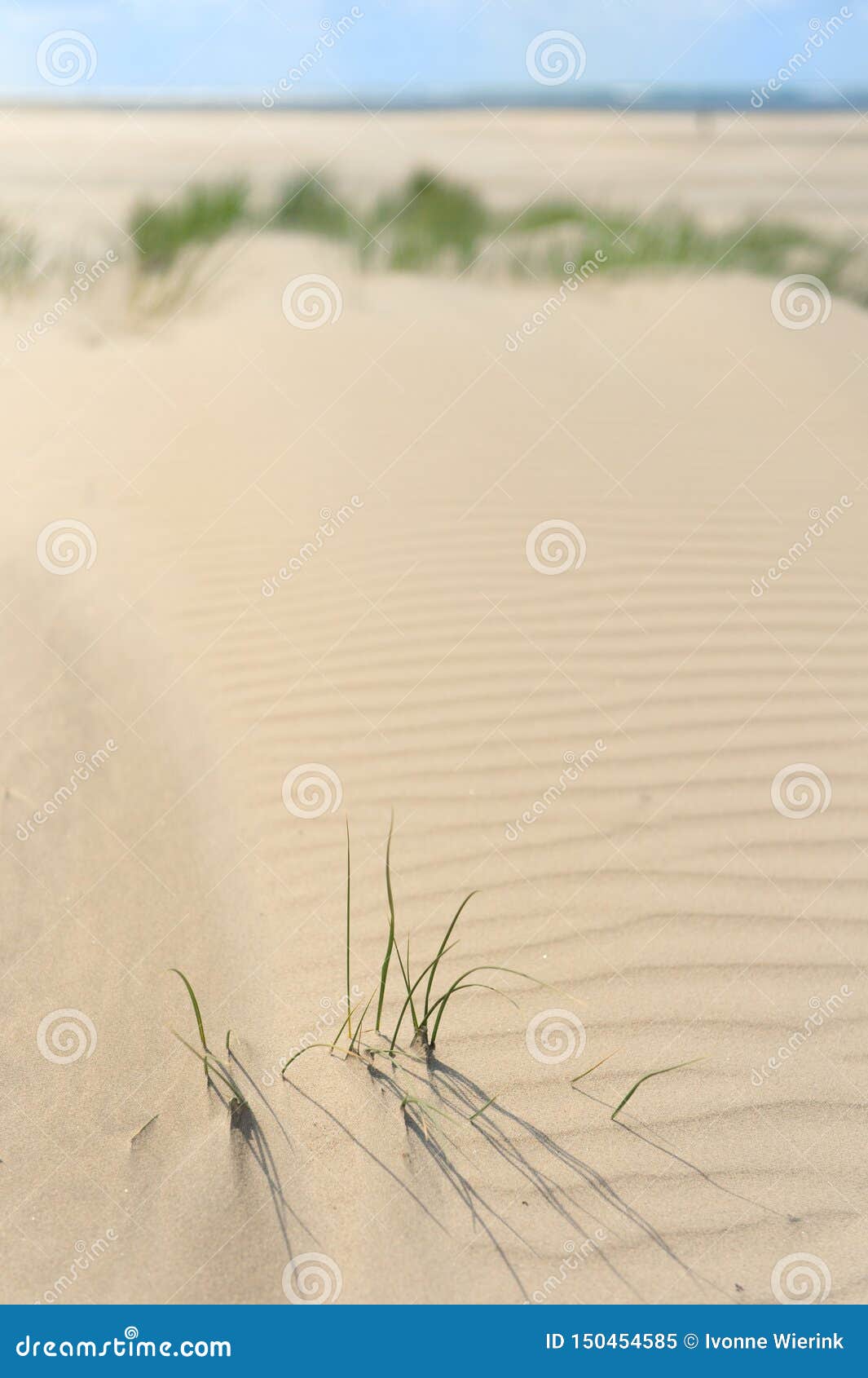Landscape empty beach stock image. Image of nature, holland - 150454585