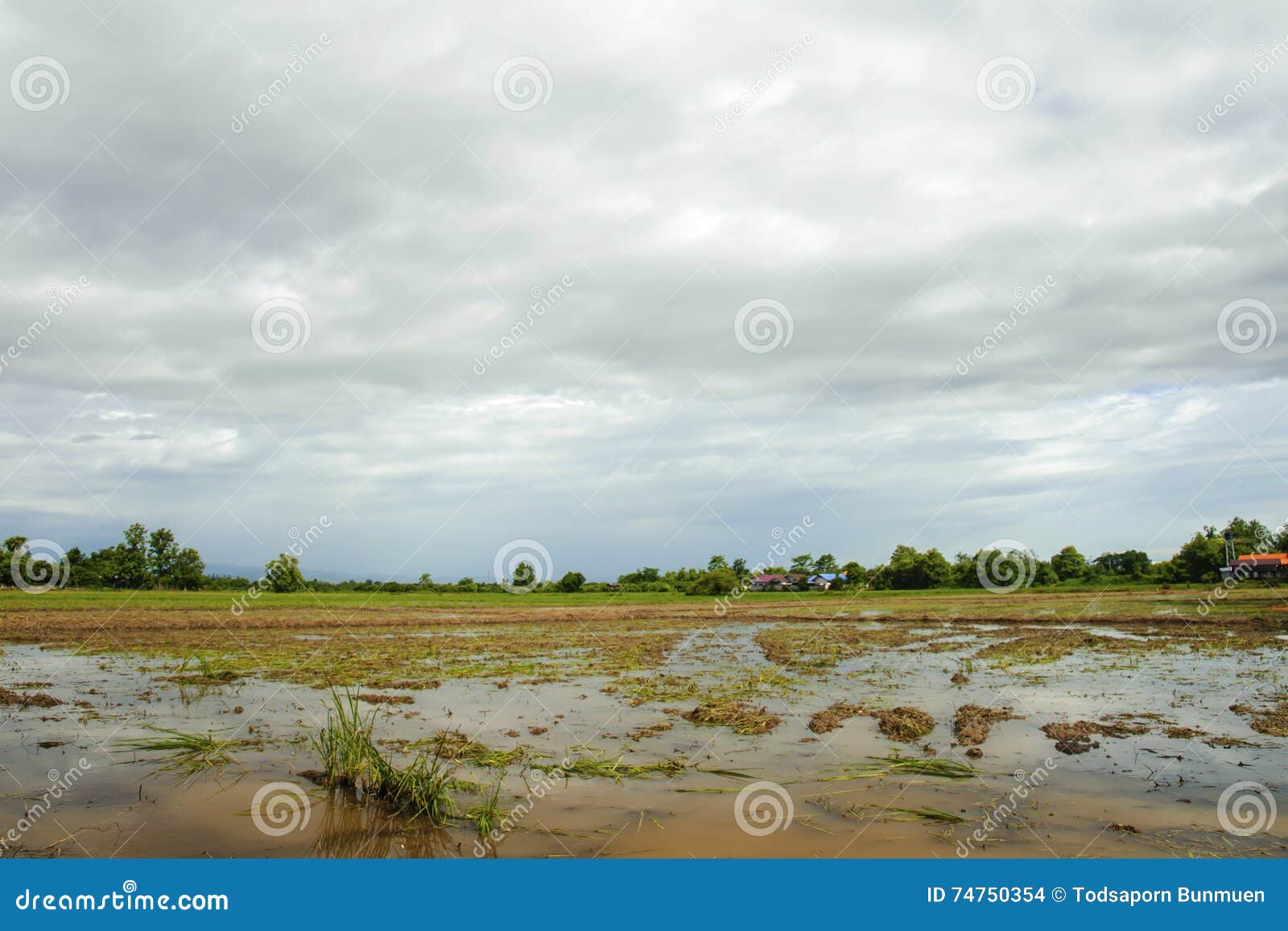 46,586 Mud Field Stock Photos - Free & Royalty-Free Stock Photos from ...