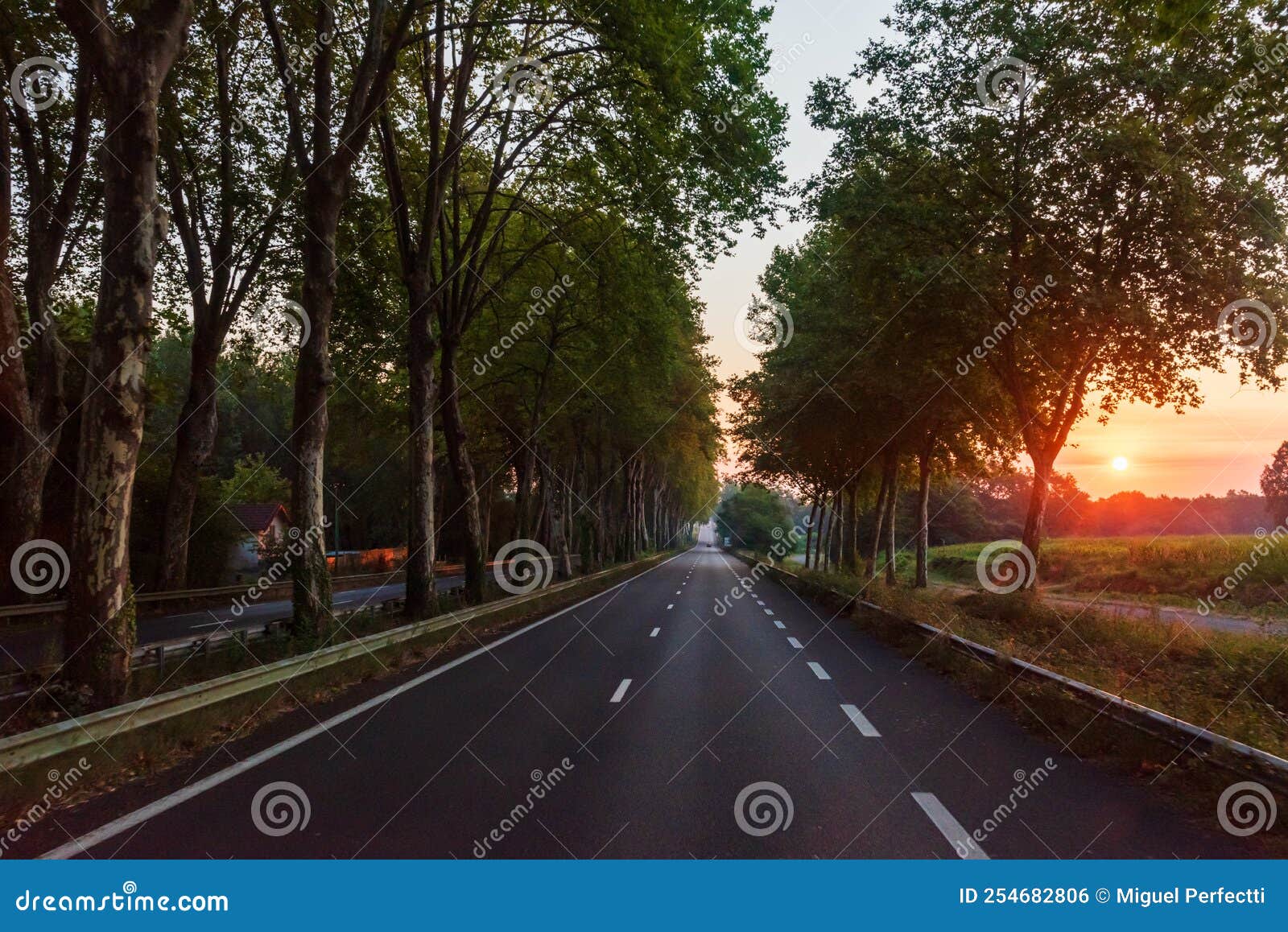 Landscape of an Empty Straight Road between Two Rows of Trees, with the ...