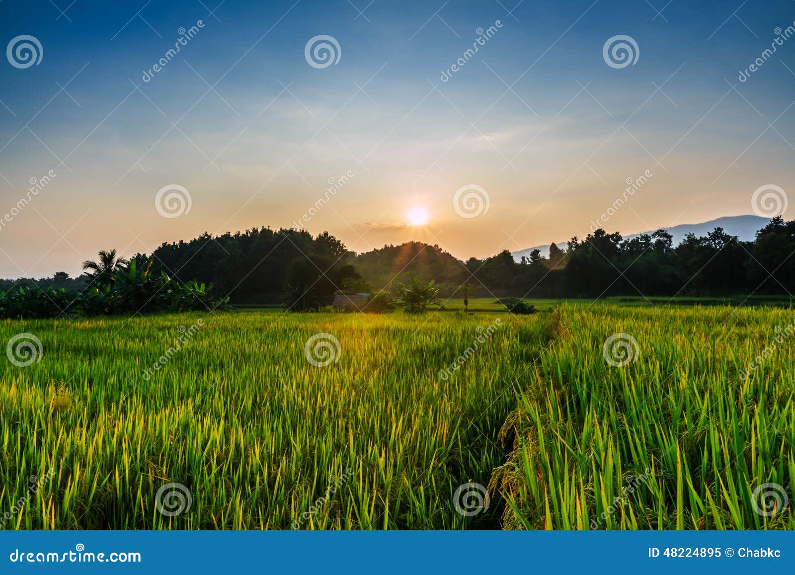 Landscape Evening Paddy Field Stock Image - Image of farming, leaves ...