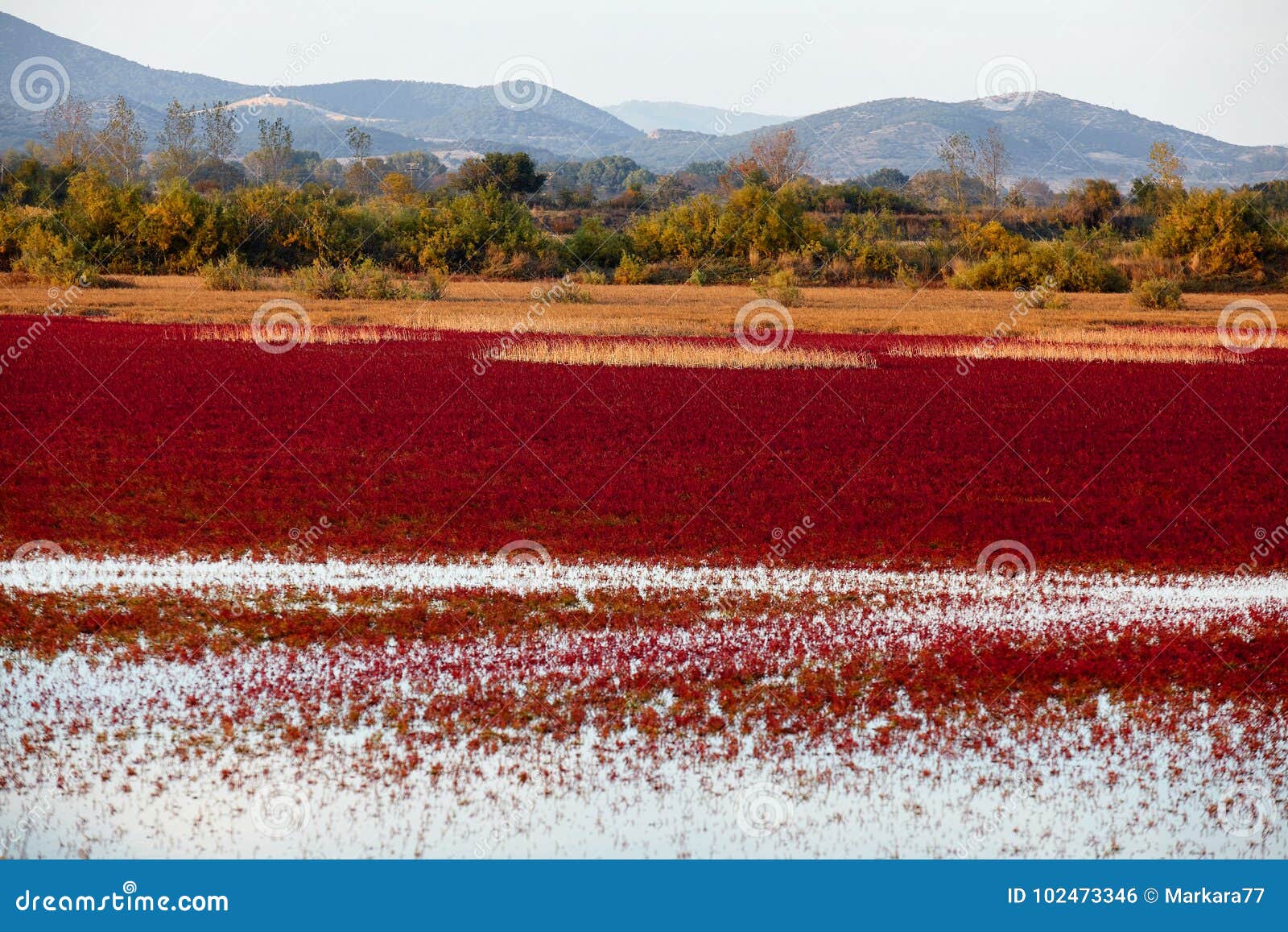 Landscape of Evros River in Greece. Stock Photo - Image of calm, river ...