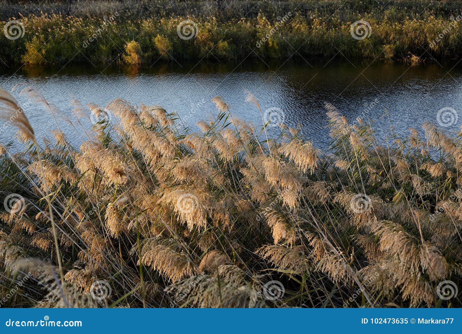 Landscape of Evros River in Greece. Stock Image - Image of global ...