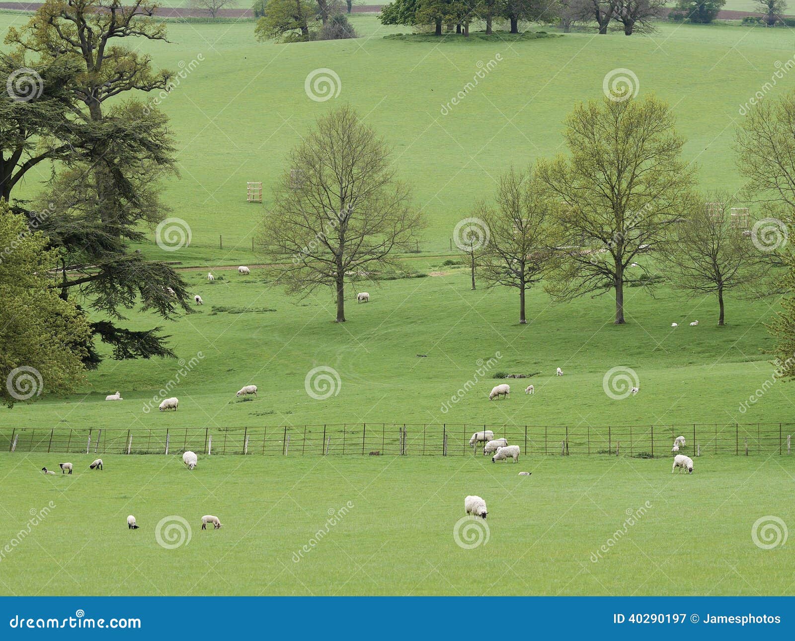 Landscape Ewes with Lambs in Parkland Stock Image - Image of ...
