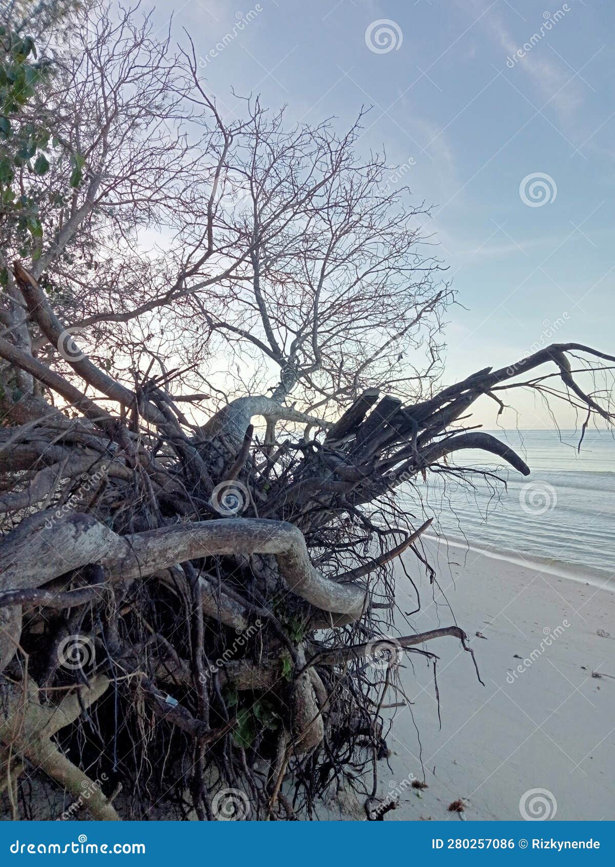 Landscape, Fallen Tree, Beach, Sky, Tree Roots Stock Photo - Image of ...