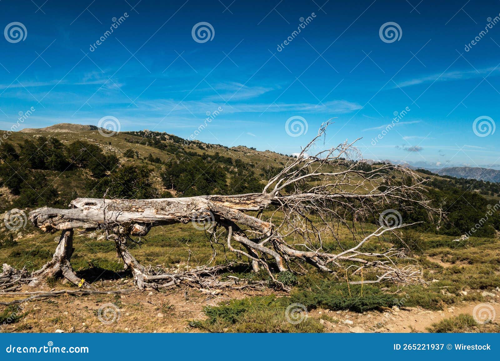 Landscape of a Falling Old Leafless Tree on the Ground with Green ...