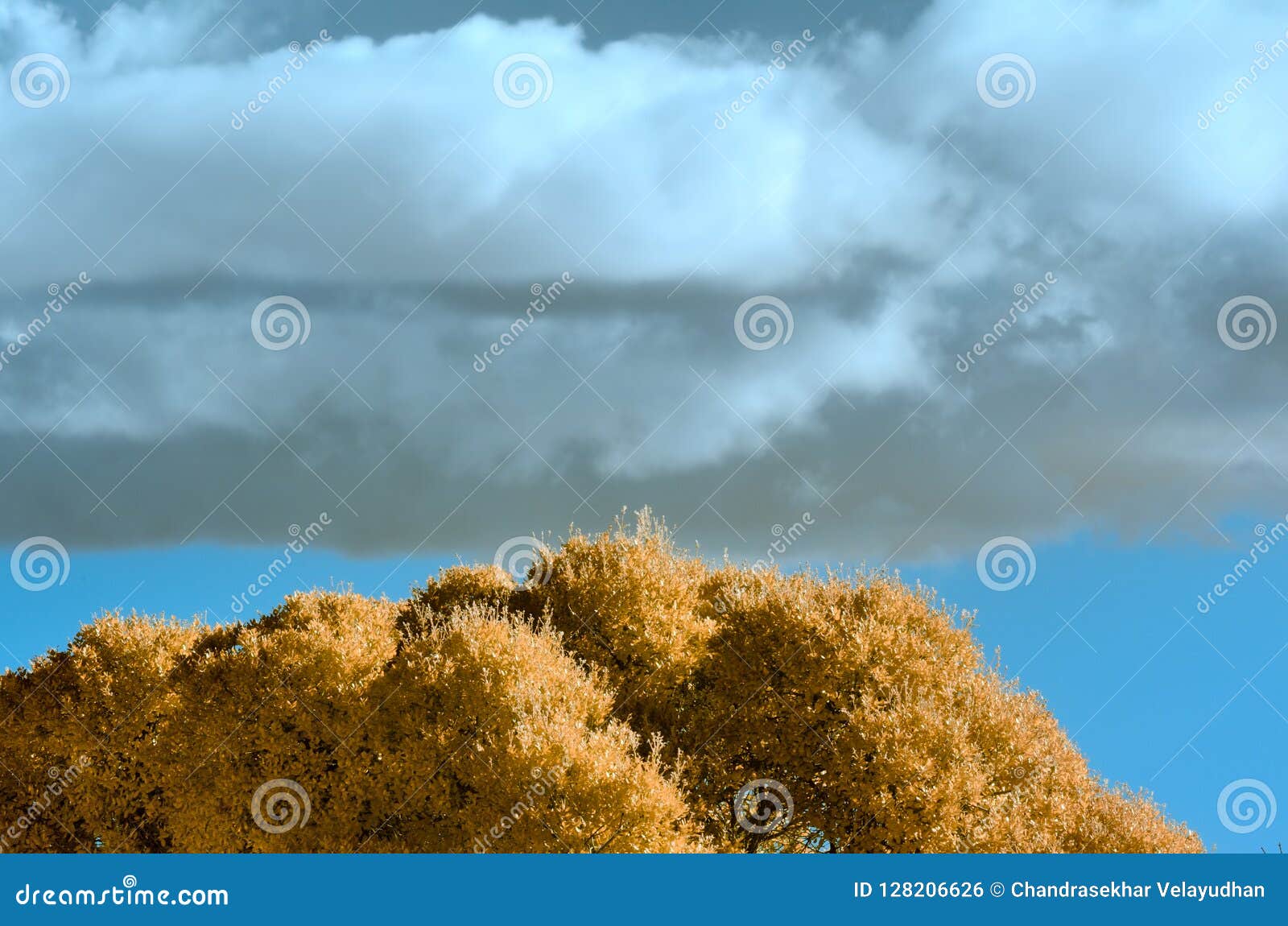 Landscape in False Colors Taken with an Infrared Modified Camera Stock ...