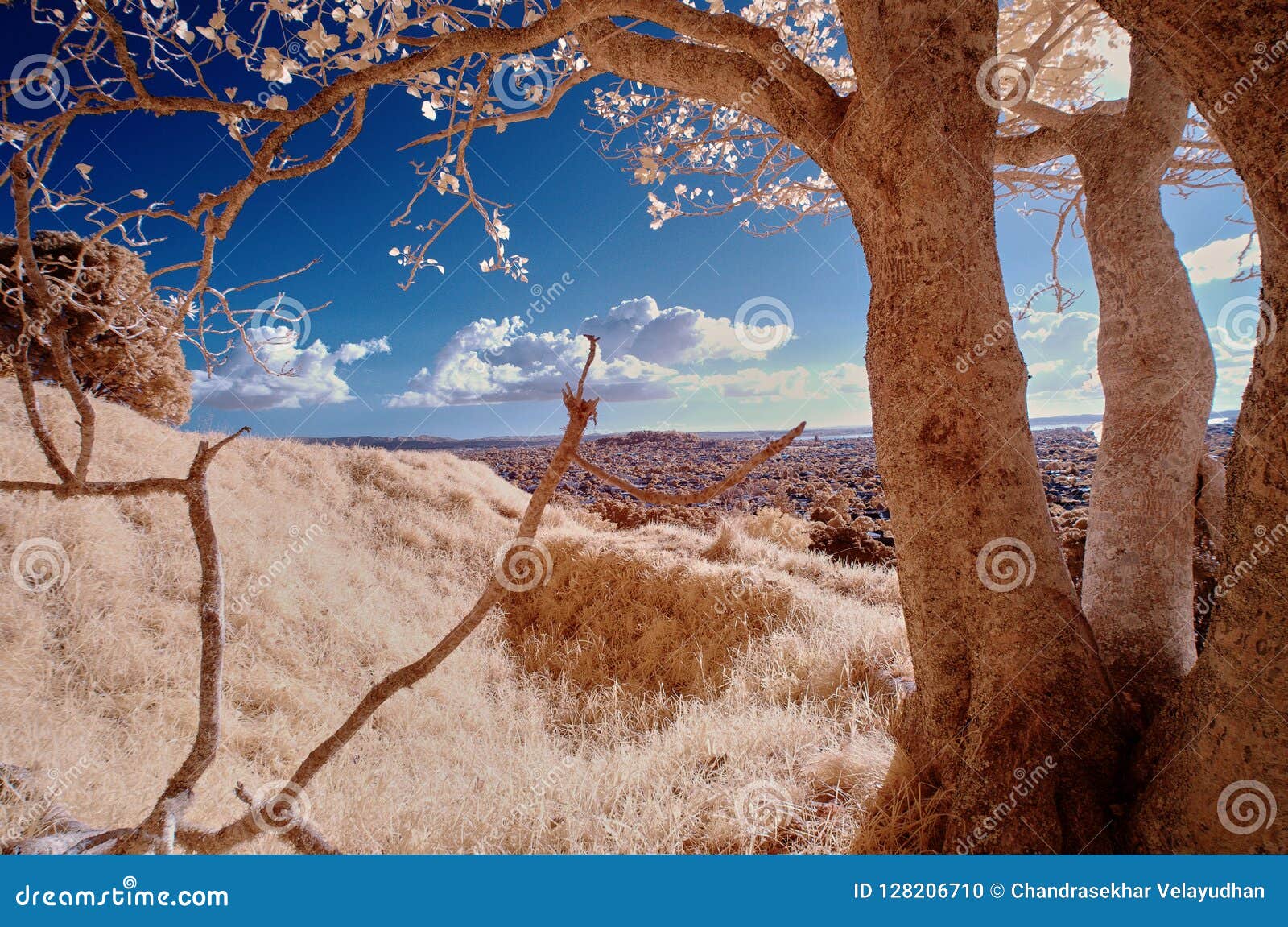 Landscape in False Colors Taken with an Infrared Modified Camera Stock ...