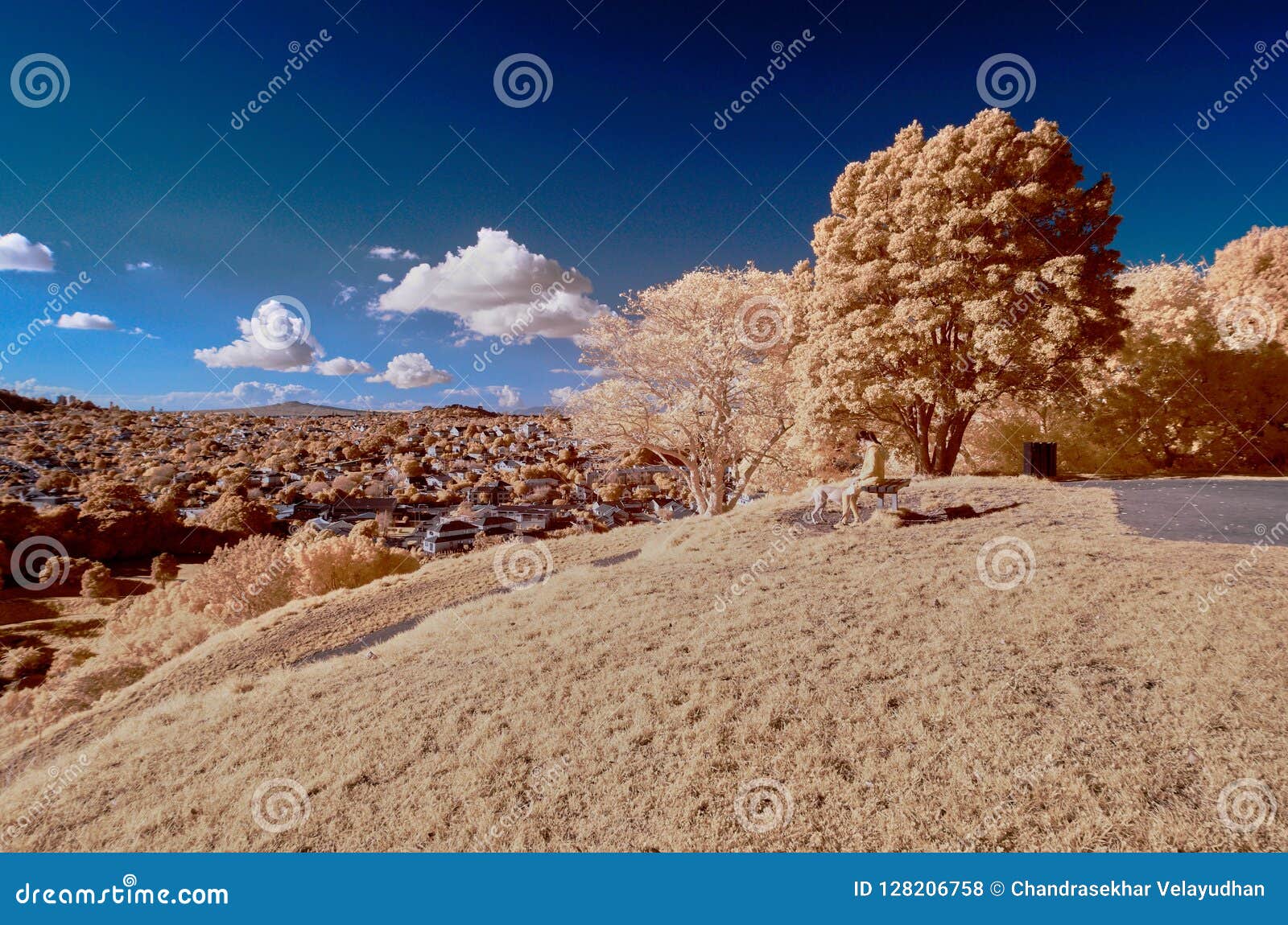 Landscape in False Colors Taken with an Infrared Modified Camera Stock ...