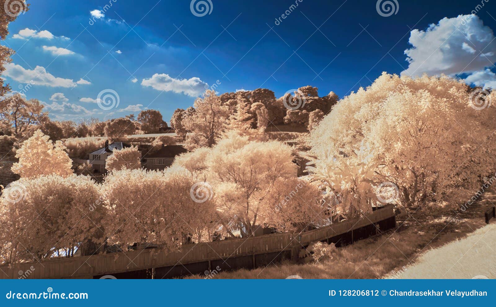 Landscape in False Colors Taken with an Infrared Modified Camera Stock ...