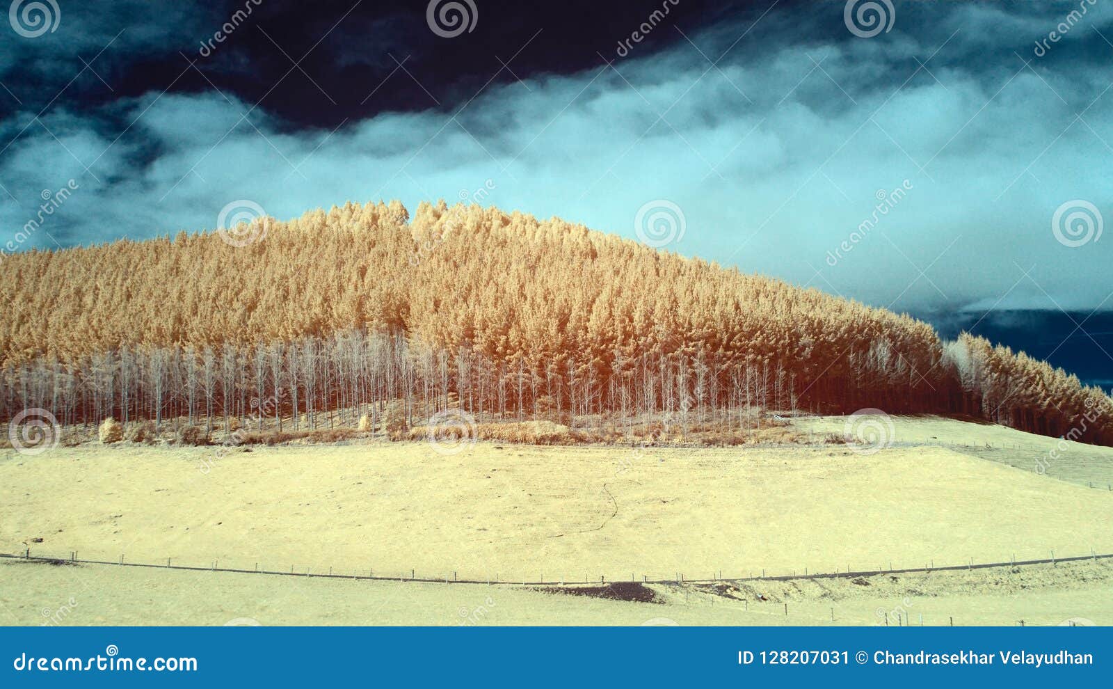 Landscape in False Colors Taken with an Infrared Modified Camera Stock ...