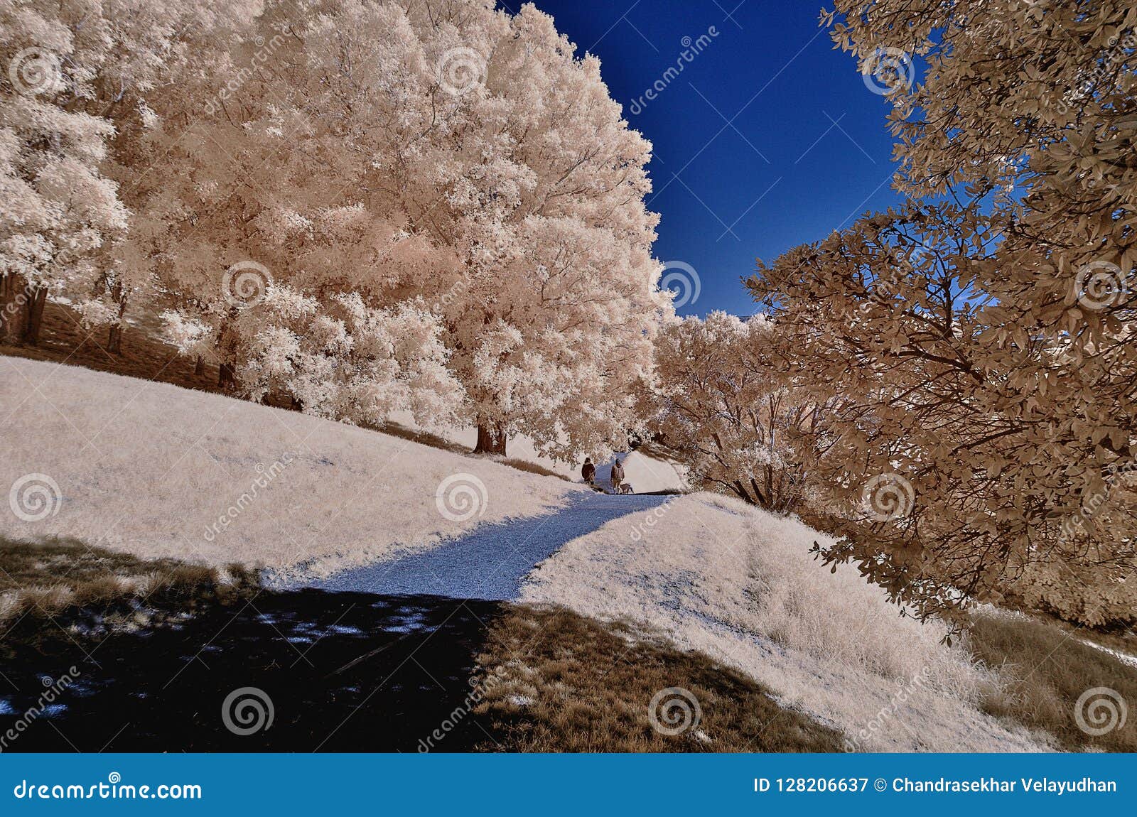Landscape in False Colors Taken with an Infrared Modified Camera Stock ...
