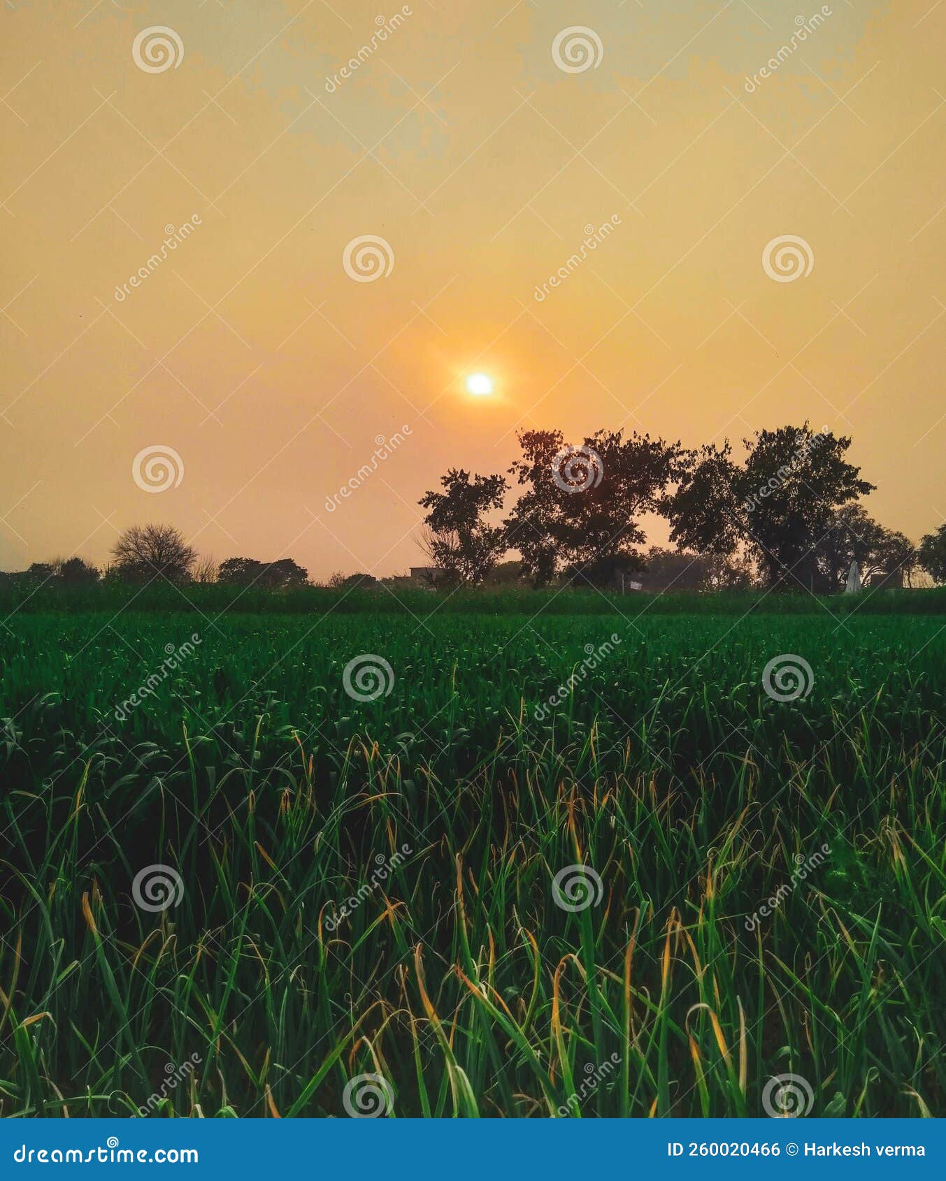 Landscape Farm and Sun View Stock Photo - Image of landscape, details ...