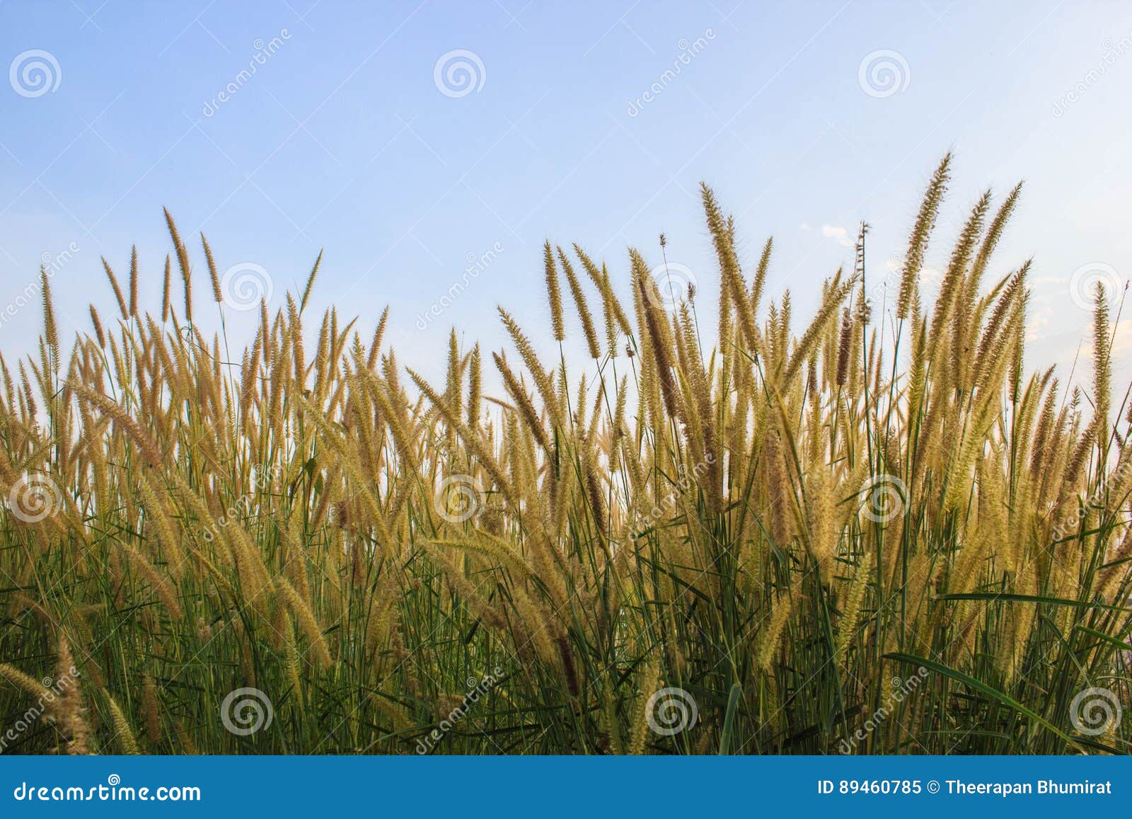 Landscape Feather Pennisetum or Mission Grass Stock Image - Image of ...