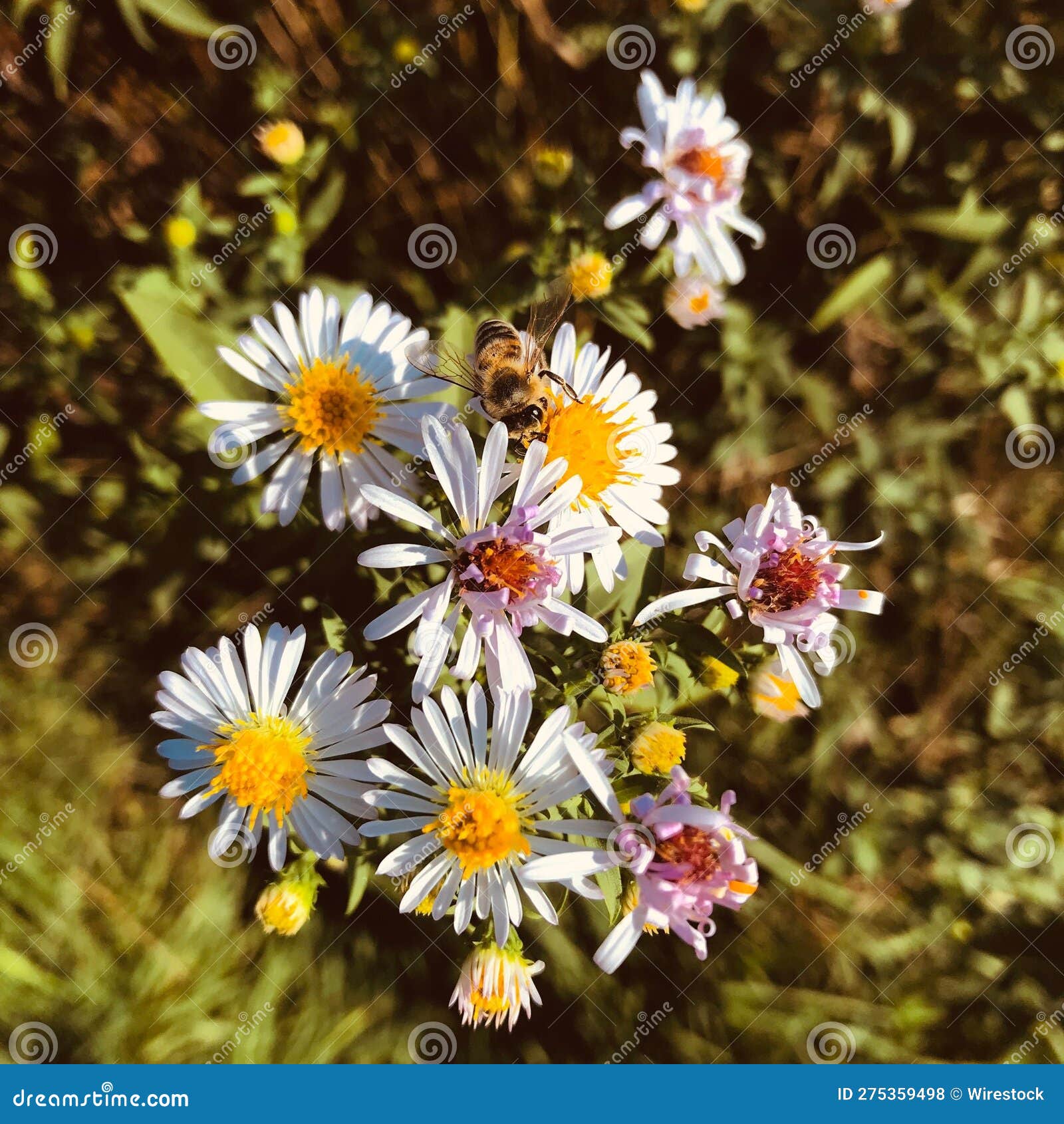 Landscape Features a Vibrant Array of Wildflowers, with a Bee Perched ...