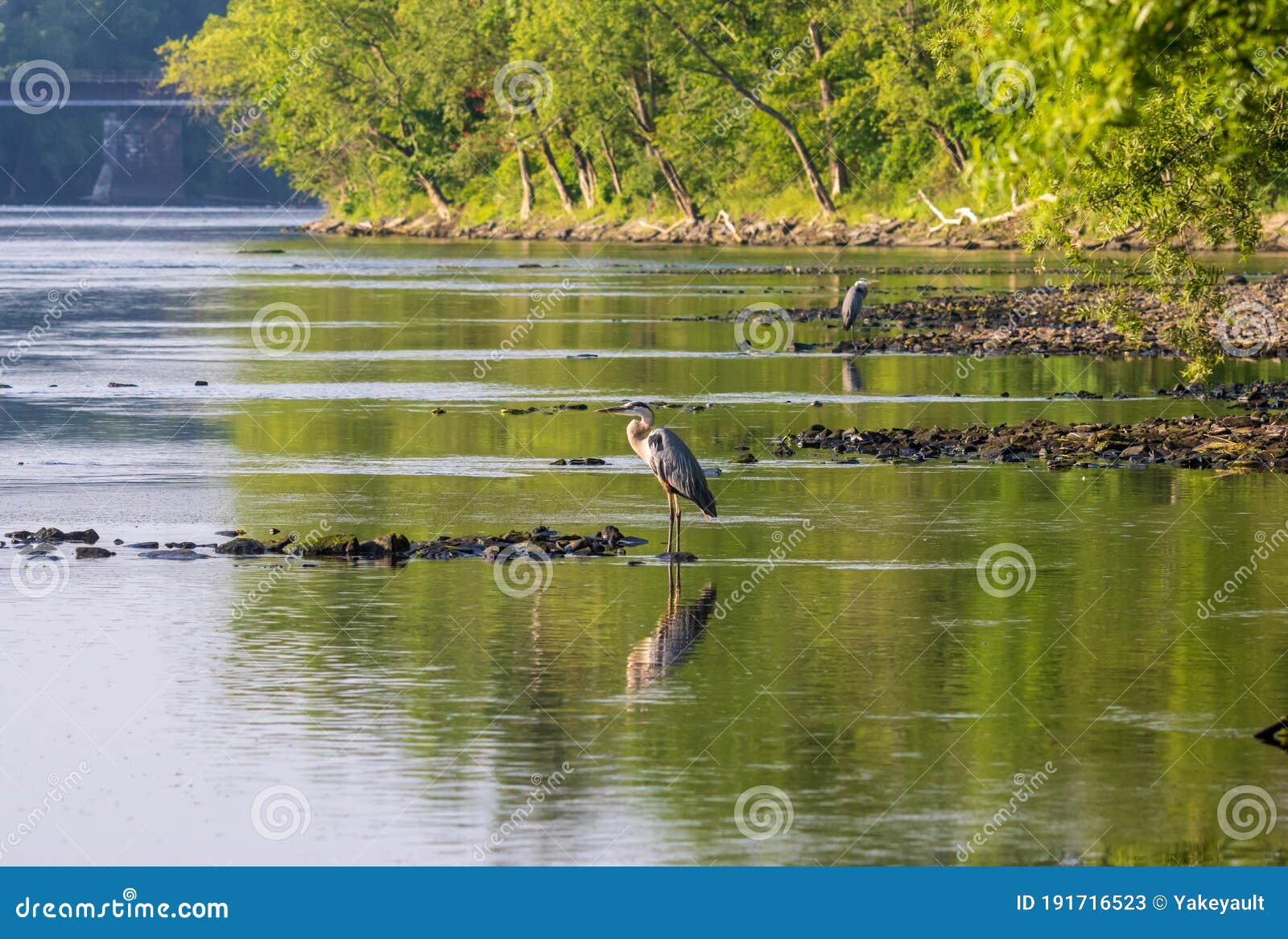 Landscape Featuring Great Blue Herons in a River Stock Image - Image of ...