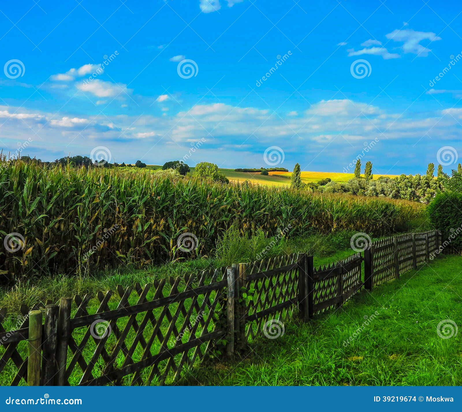 Landscape with Fence and Cornfield Stock Photo - Image of corn, color ...