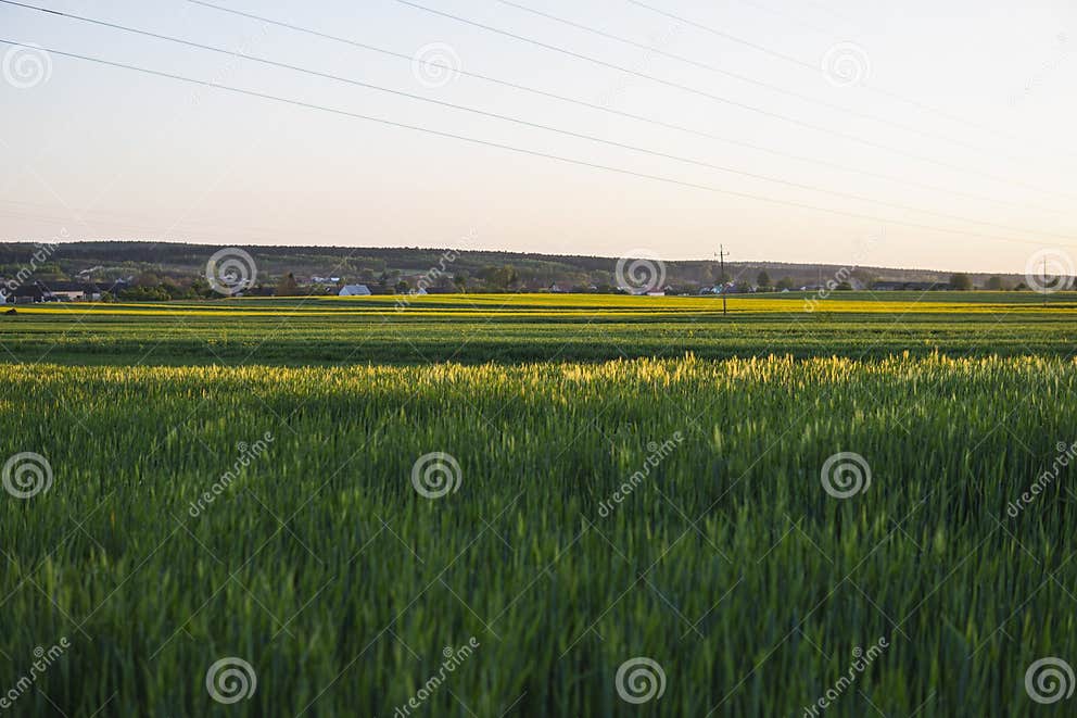 Landscape with Field Covered with Small Rye during Beginning of Spring ...