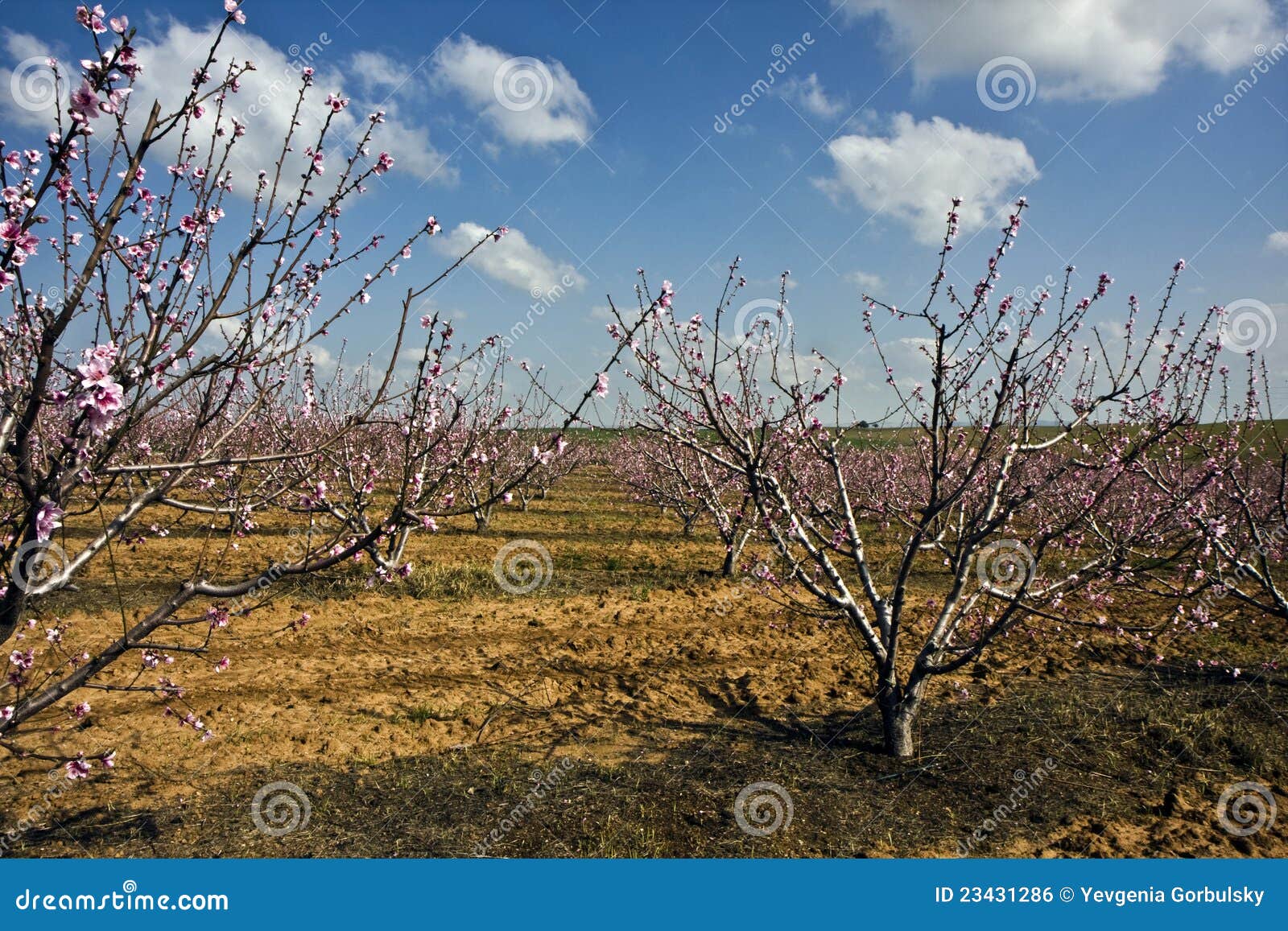 Landscape with a Field of Flowering Trees Stock Photo - Image of ...