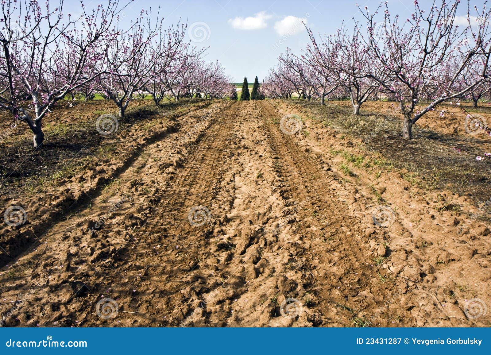 Landscape with a Field of Flowering Trees Stock Image - Image of ...