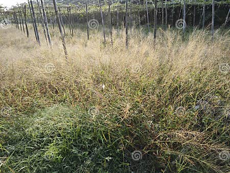 Landscape Field Full of Wild Switchgrass Bushes Stock Photo - Image of ...
