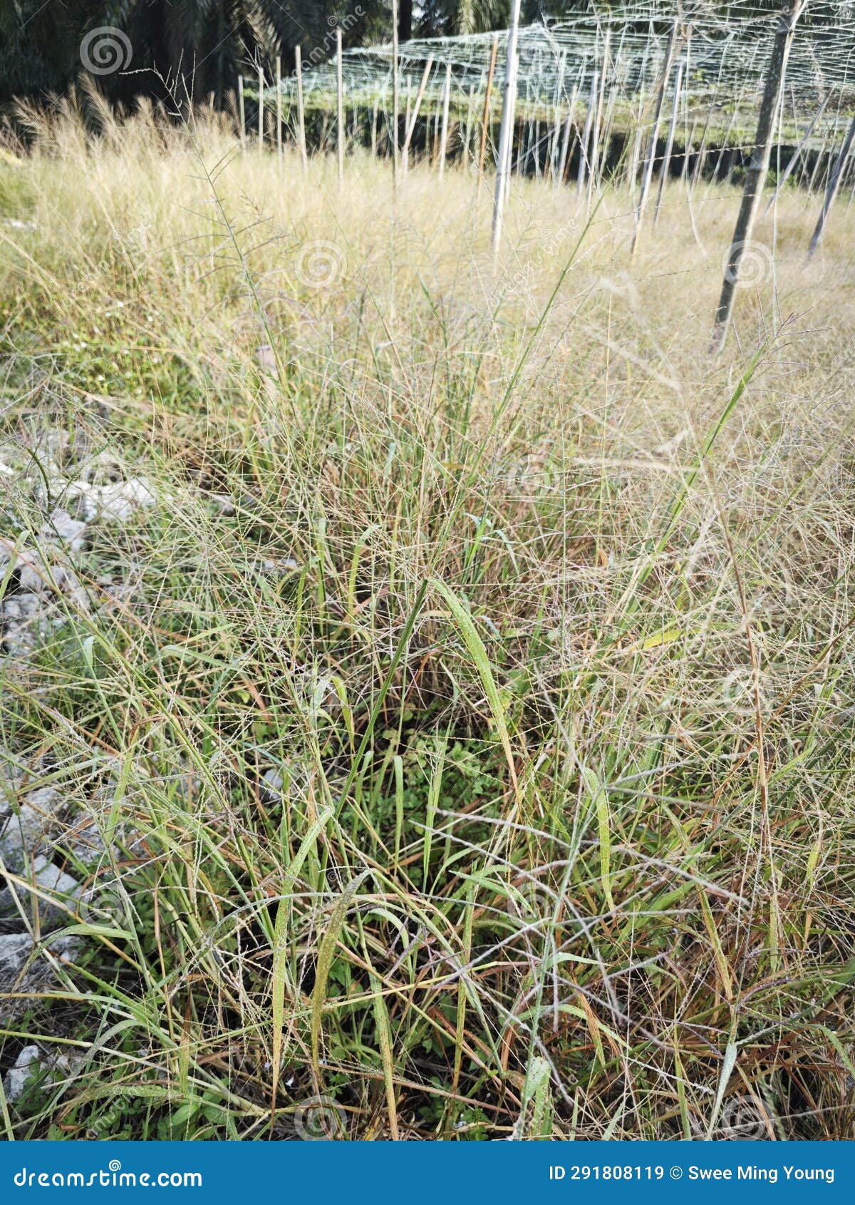Landscape Field Full of Wild Switchgrass Bushes Stock Image - Image of ...