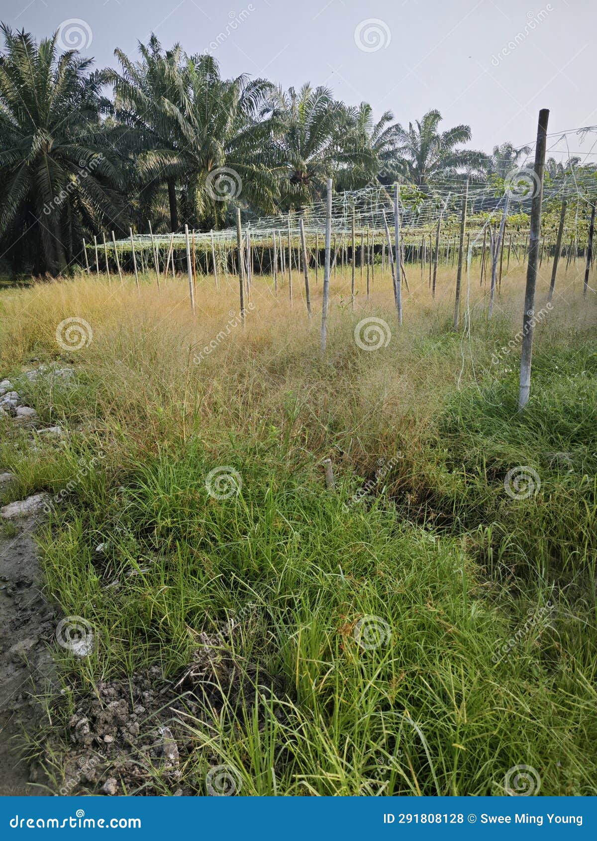 Landscape Field Full of Wild Switchgrass Bushes Stock Photo - Image of ...