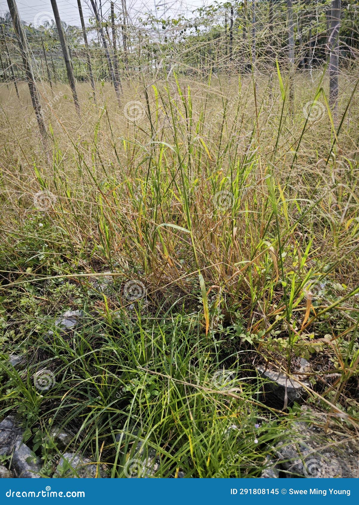 Landscape Field Full of Wild Switchgrass Bushes Stock Image - Image of ...