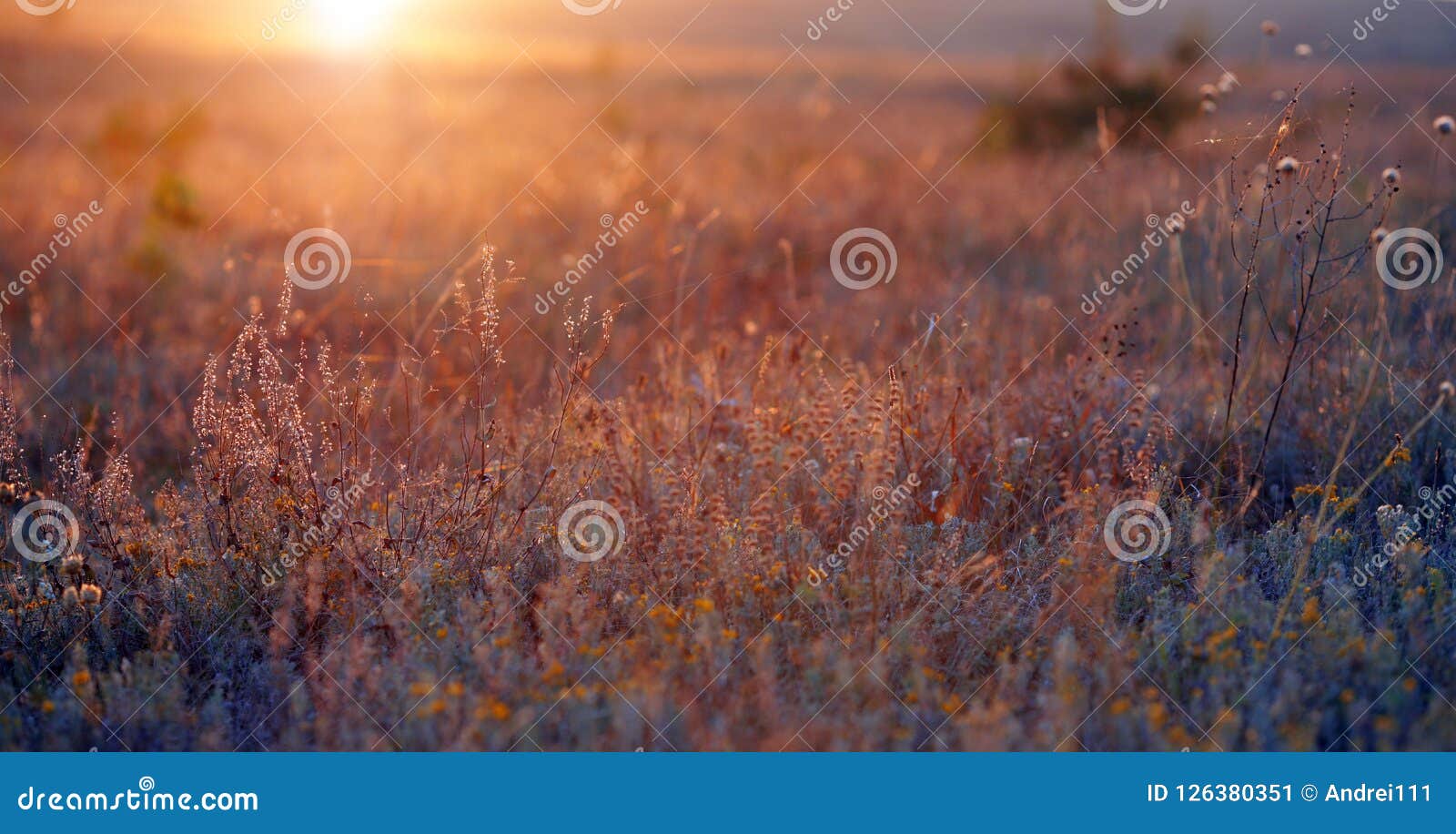 Landscape in a Field with Grass and Trees Stock Image - Image of trees ...