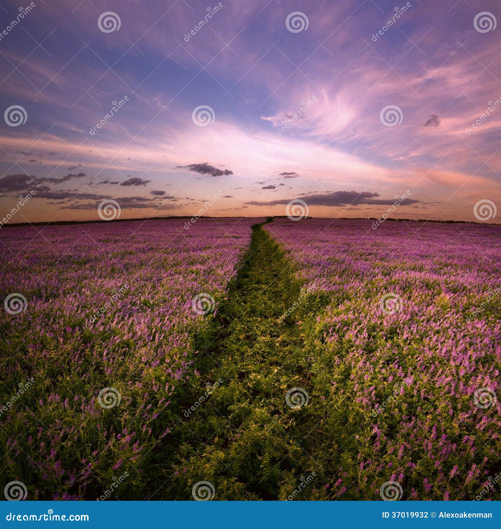 Landscape. Field of Lilac Flowers. Stock Photo - Image of field, rural ...