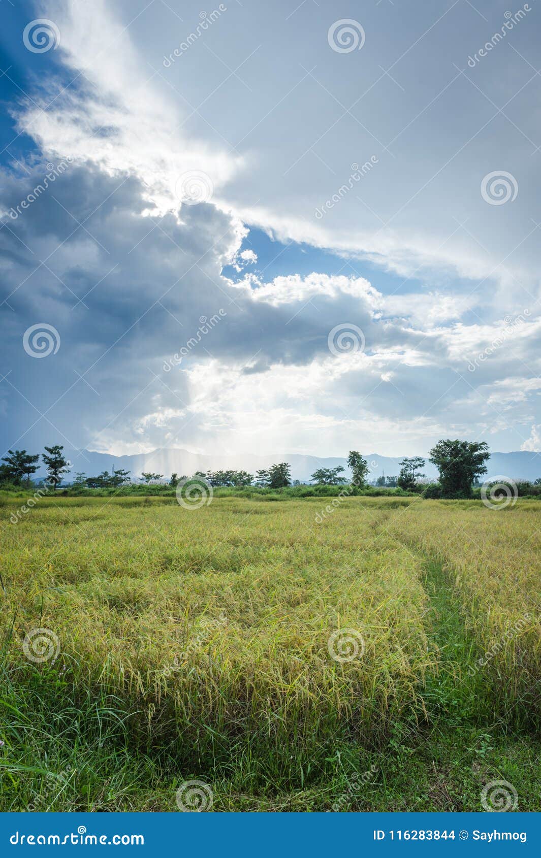 Field rice with clouds sky stock photo. Image of grass - 116283844
