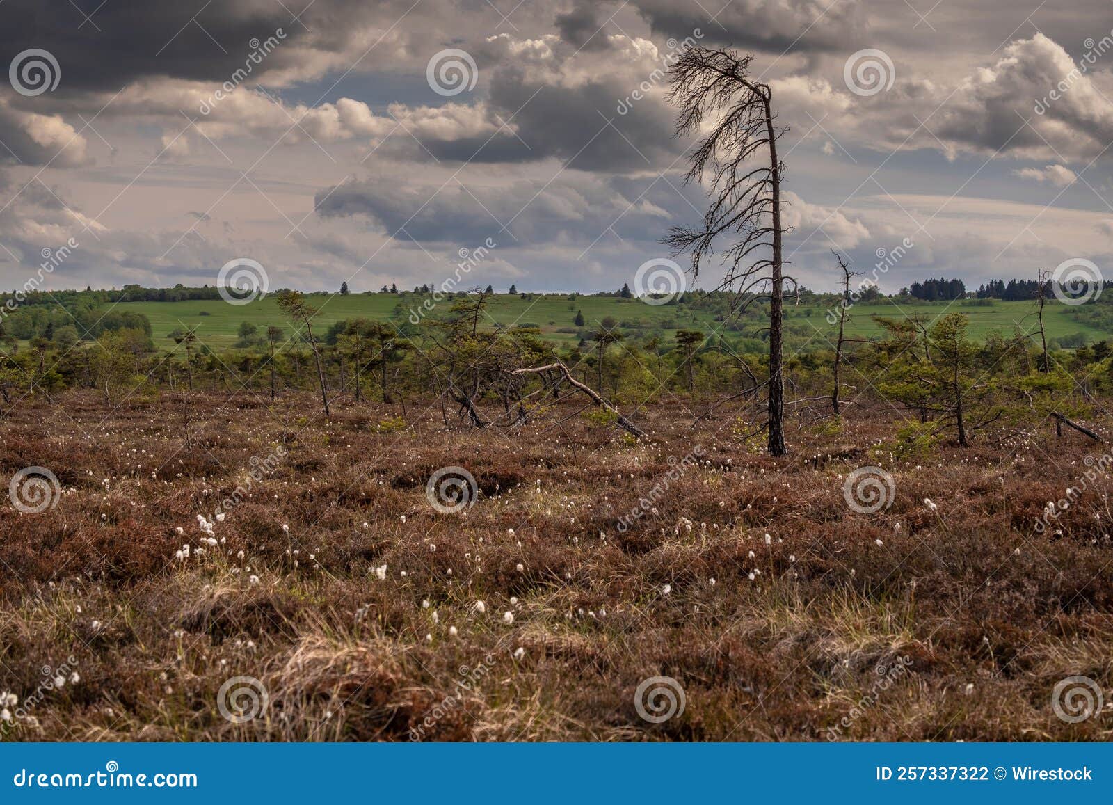 Landscape of a Field with Weeds and Dry Grass Stock Photo - Image of ...