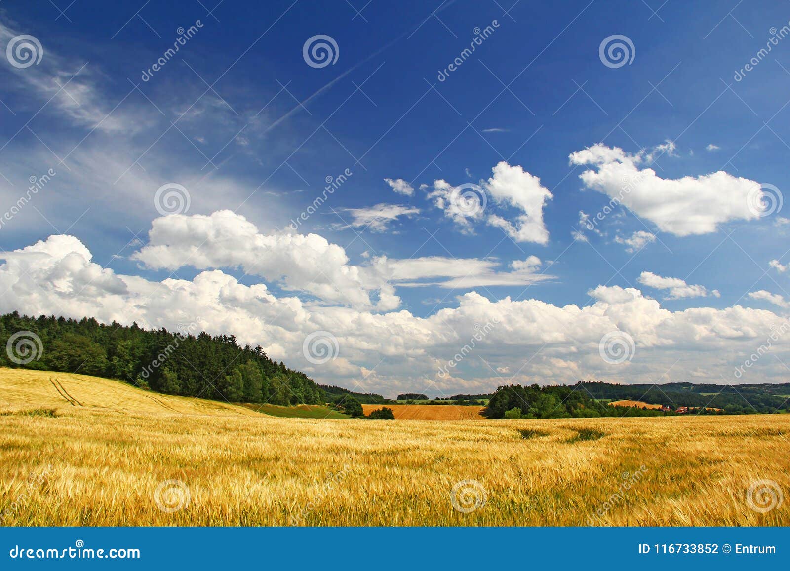 Landscape with a Field of Wheat in Bohemia Stock Photo - Image of ...