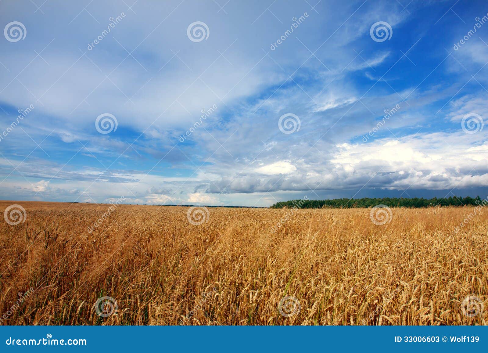 Landscape with Field of Wheat Stock Image - Image of freedom, nature ...