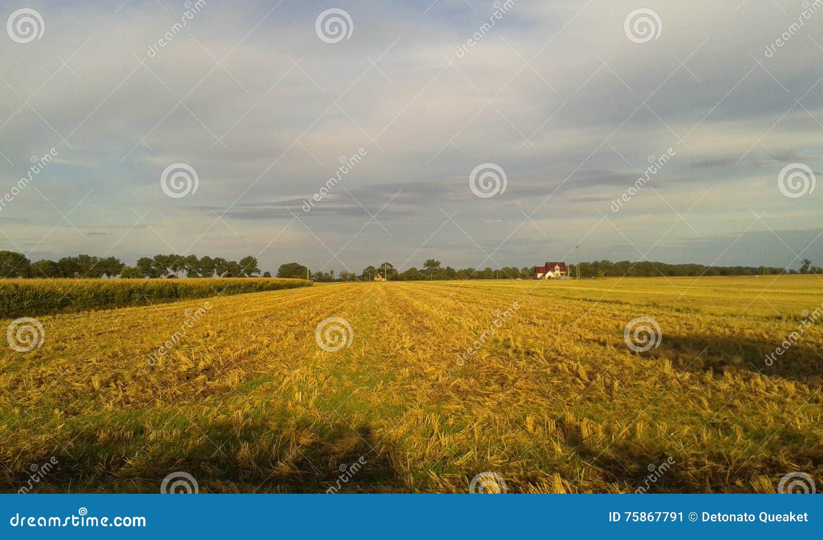 Landscape of fields stock image. Image of contrast, landscape - 75867791