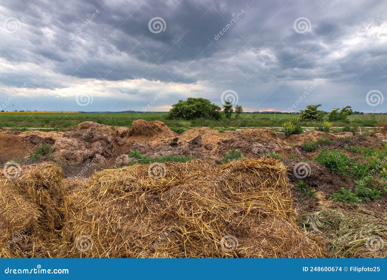 Manure storage in fields stock photo. Image of cattle - 248600674
