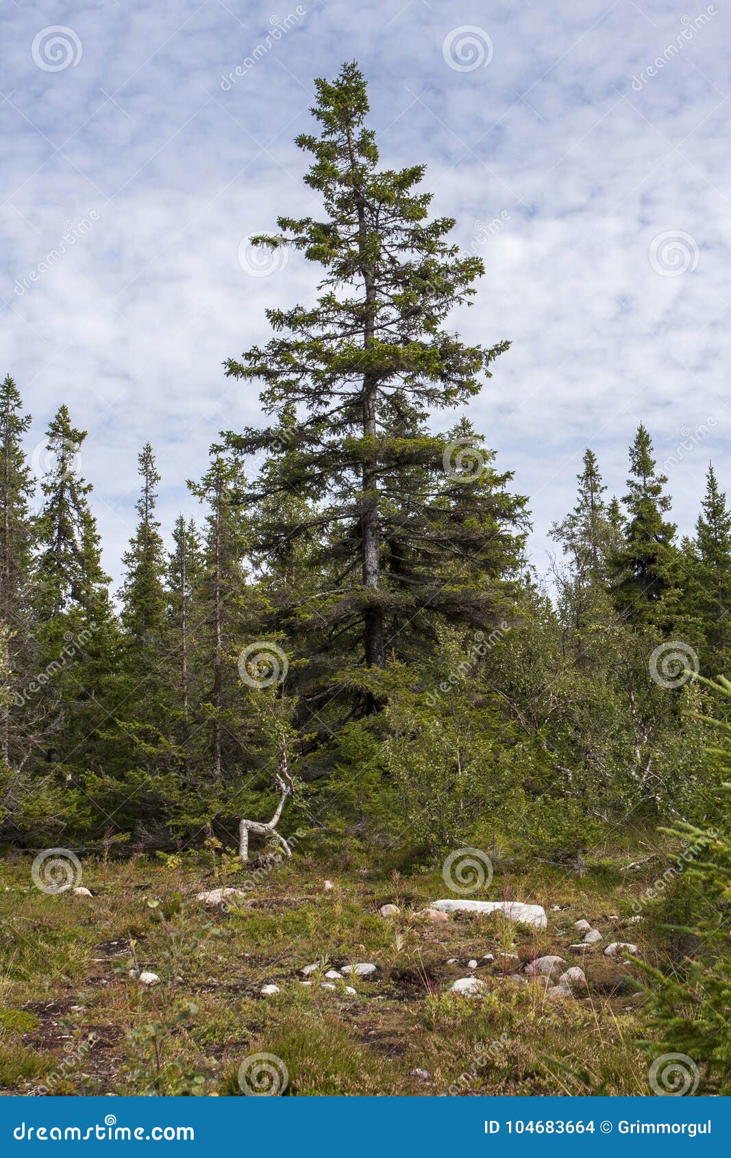 Landscape with fir-tree stock photo. Image of wood, foliage - 104683664