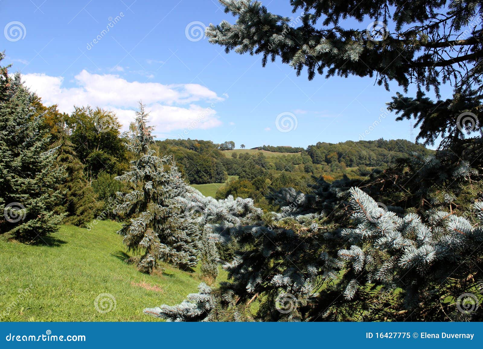 Landscape with fir trees stock image. Image of spruce - 16427775