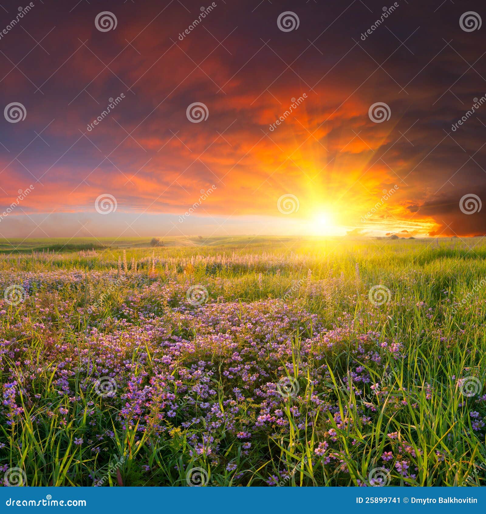 Landscape with Flower Meadow Stock Image - Image of blooming, nature ...