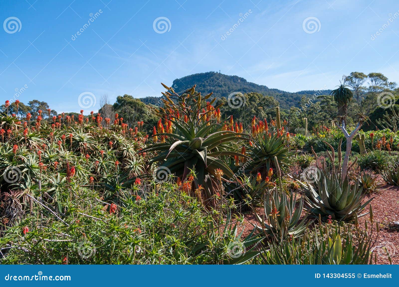 Landscape with Flowering Aloe Plants, Nature Background Stock Image ...