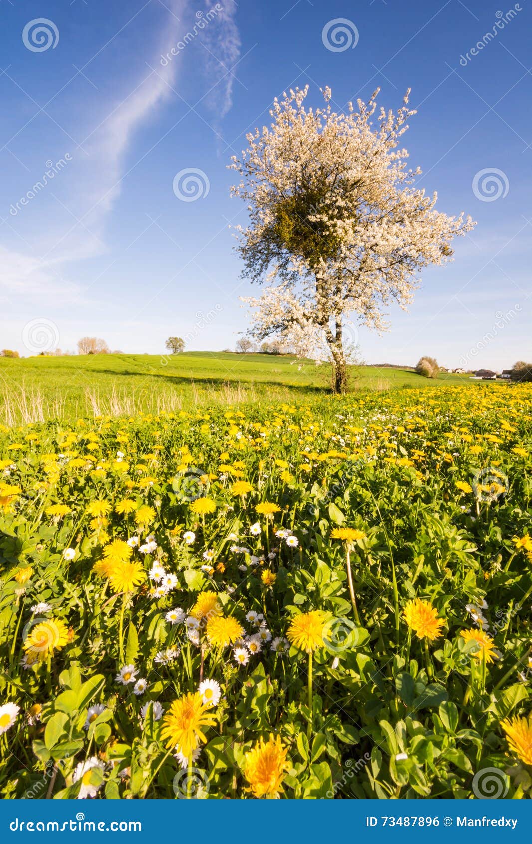 Landscape with a Flowering Tree Stock Photo - Image of flower, blossom ...